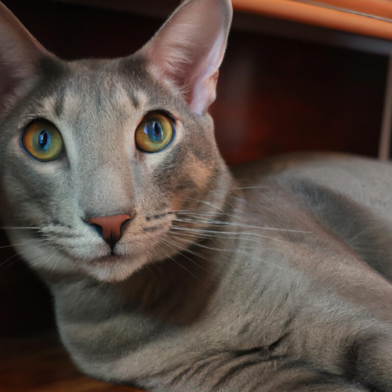 The Raas Cat: The Mesmerizing Feline Breed You've Got to Know - Golden ...