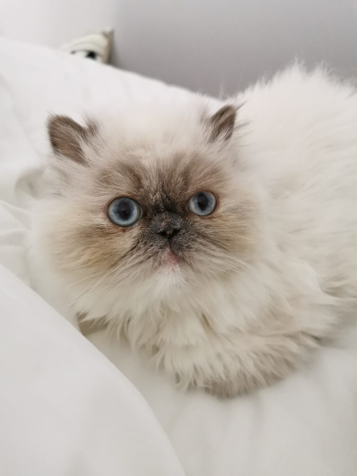 The Colorpoint Longhair Cat: A Majestic Feline Beauty – Golden Kitties
