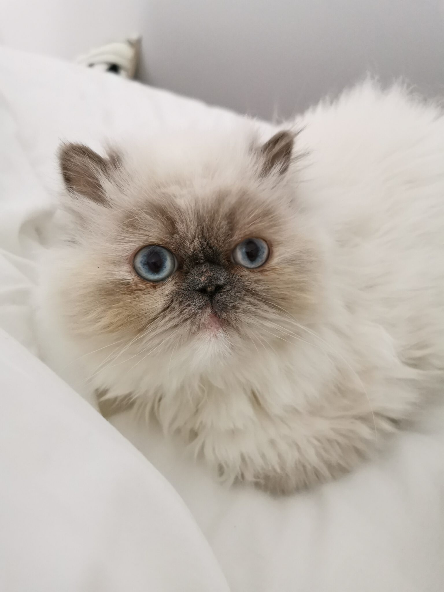 The Colorpoint Longhair Cat: A Majestic Feline Beauty – Golden Kitties