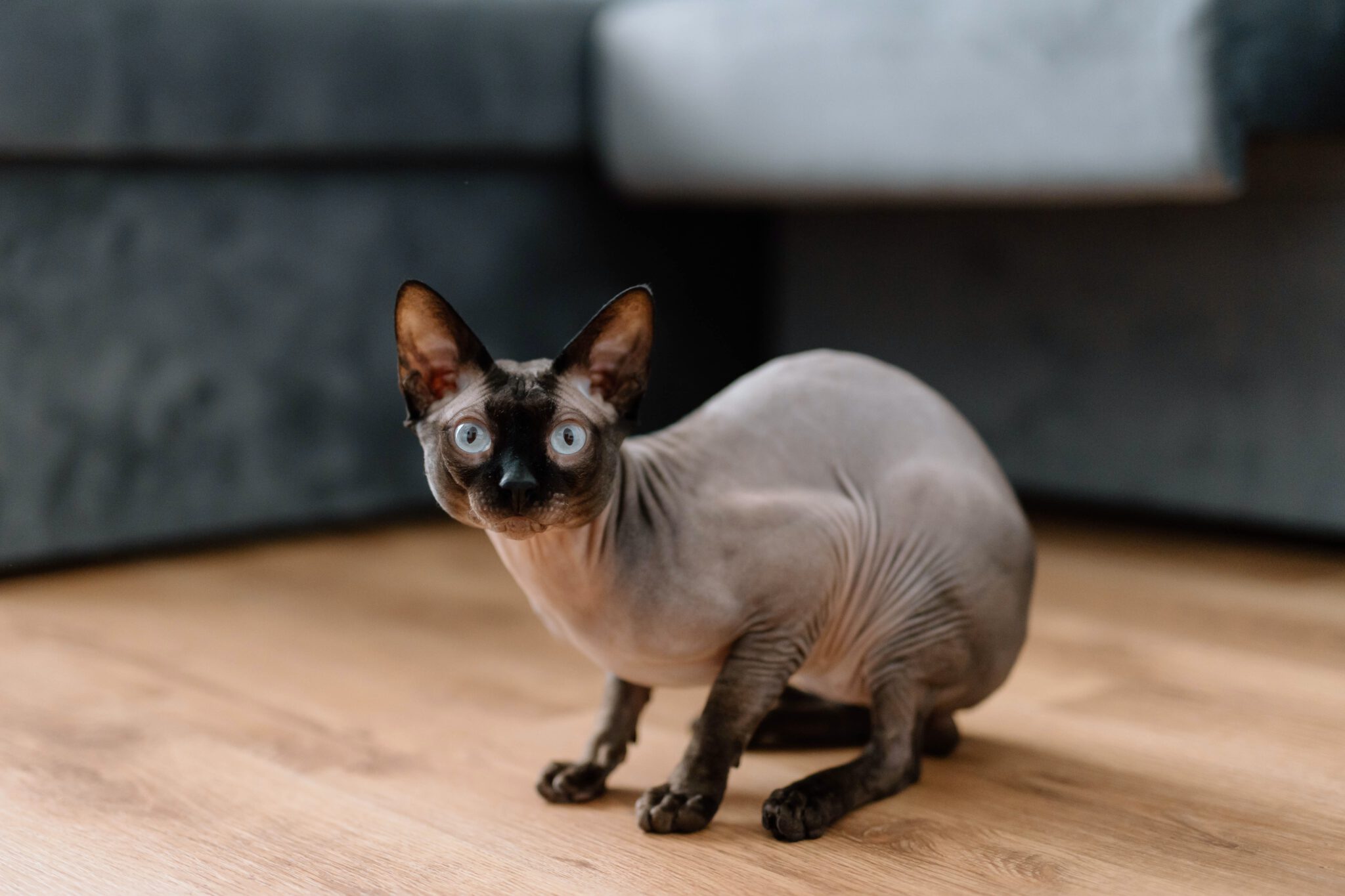 The Donskoy Cat: Unraveling the Magical Charm - Golden Kitties